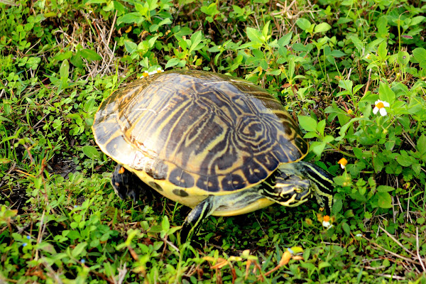 Peninsula Cooter Turtle | Project Noah