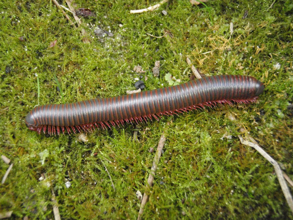 North American Millipede | Project Noah