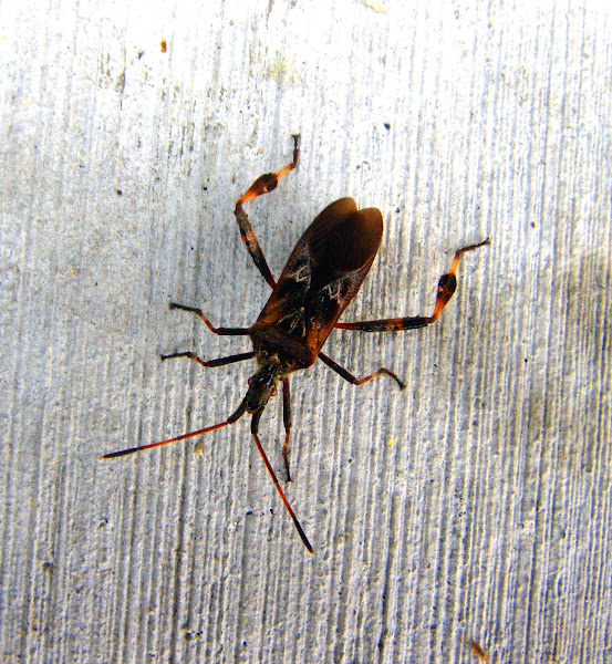 Western conifer seed bug | Project Noah