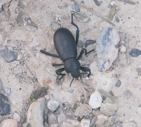Armored Darkling Beetle | Project Noah
