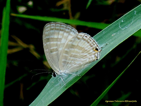 Common Caerulean (Dry season form) | Project Noah