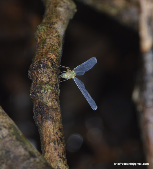 Derbid Planthopper | Project Noah