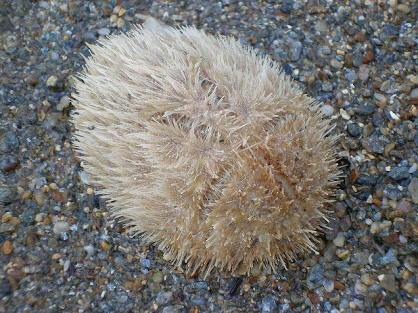 Groove Burrowing Urchin | Project Noah