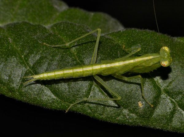Praying Mantis Nymph | Project Noah