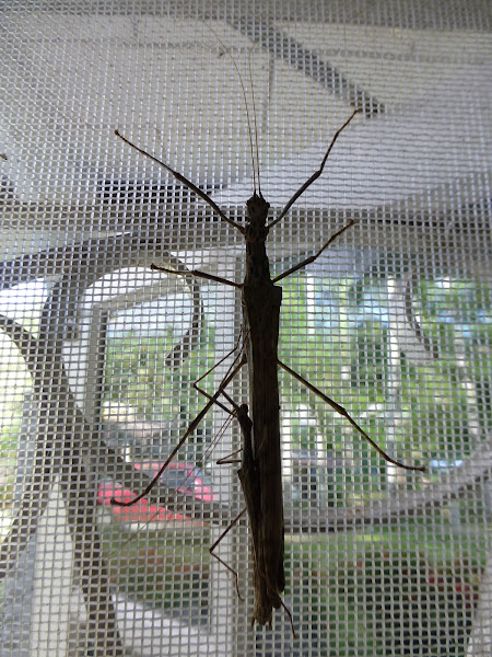 Stick Insect | Project Noah