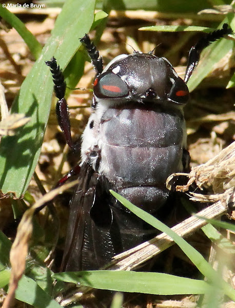 Rabbit Bot Fly, female | Project Noah