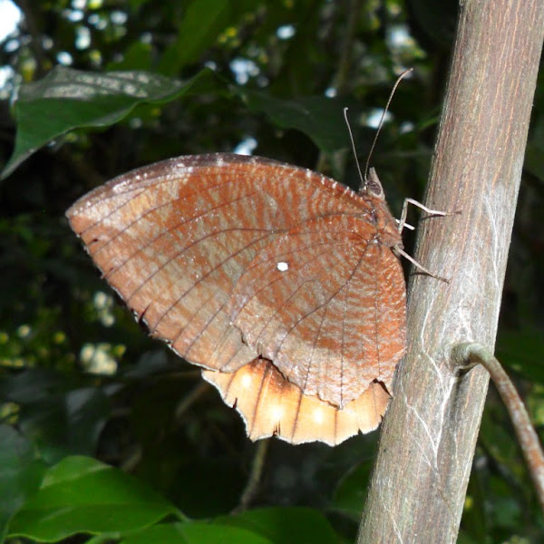 Common Palmfly | Project Noah