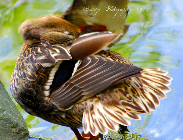 Female Mallard Duck | Project Noah