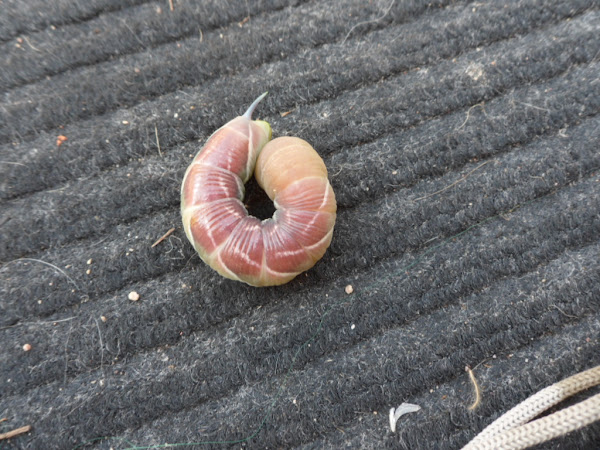 Great Ash Sphinx Moth (Larvae) | Project Noah