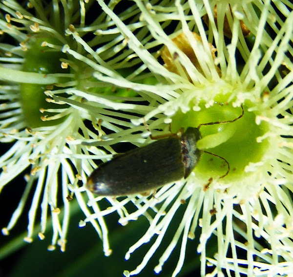 False Click Beetle | Project Noah