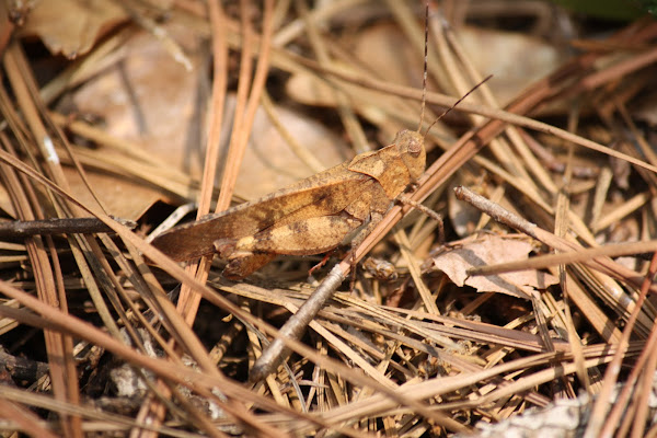 Blue-winged grasshopper | Project Noah