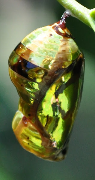 Common Crow (Oleander) Butterfly chrysalis | Project Noah