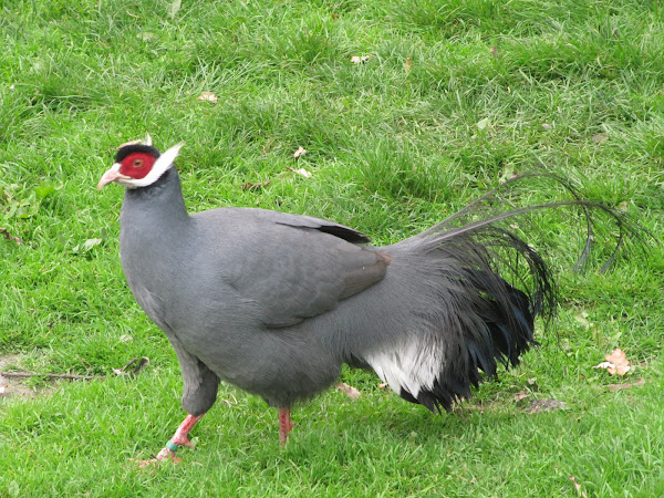 Blue Eared Pheasant | Project Noah