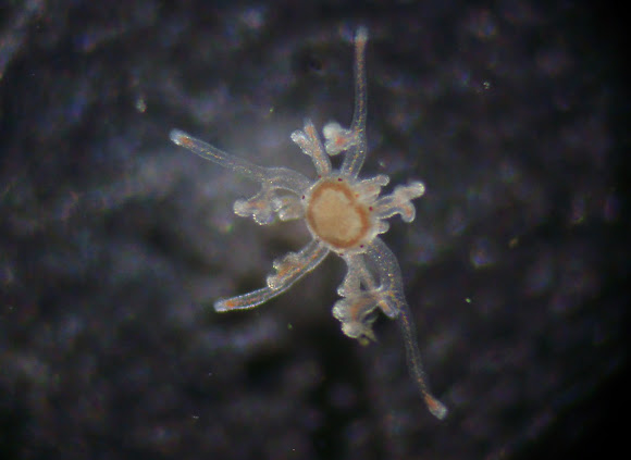 Actinula Anthozoan larvae | Project Noah