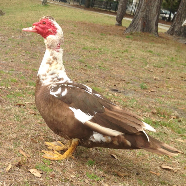 Domesticated Muscovy Duck - Brown | Project Noah