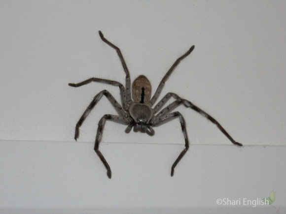 Grey Huntsman Spider | Project Noah