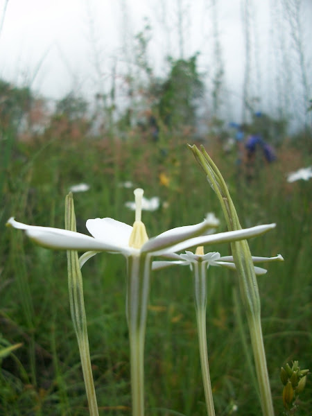 Milla biflora | Project Noah