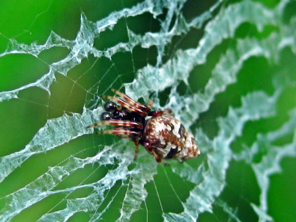 Trash line spider | Project Noah