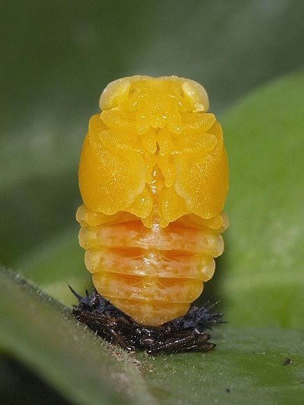 Ladybug Pupa | Project Noah