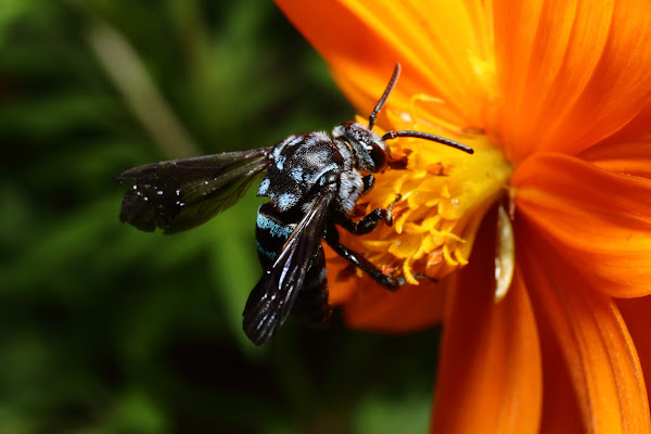 Blue Cuckoo Bee | Project Noah