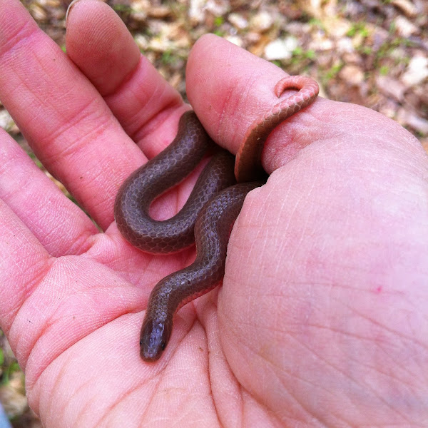 Eastern worm snake | Project Noah