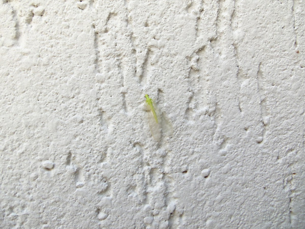 Bicho Lixeiro Verde | Project Noah