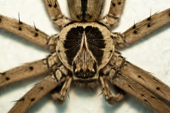 Brown huntsman (male) | Project Noah