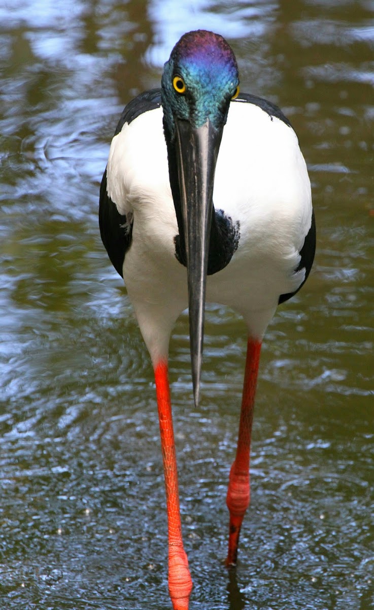 jabiru | Project Noah