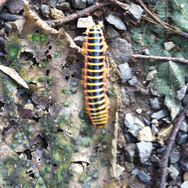 Apheloria virginiensis | Project Noah