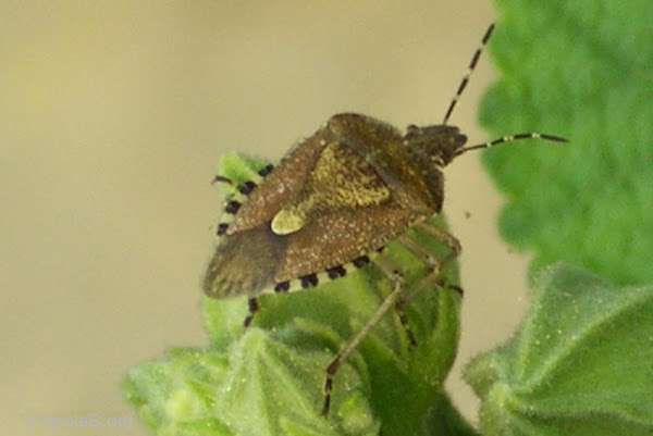 Hairy Shield bug | Project Noah