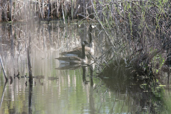 Canada goose | Project Noah
