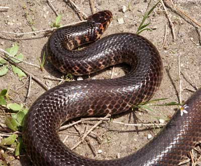 Mud Snake | Project Noah