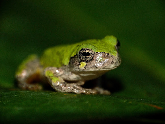Cope's gray tree frog (juvenile) | Project Noah