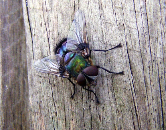 Hairy Maggot Blowfly | Project Noah
