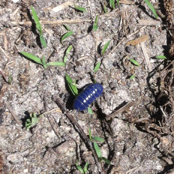 Roly Poly Bug | Project Noah