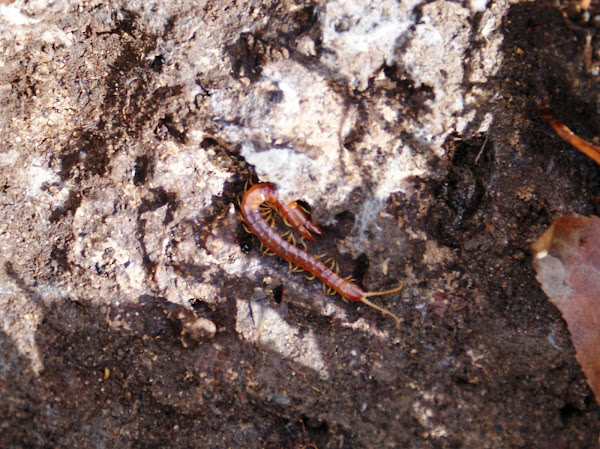 Eastern Red Centipede | Project Noah