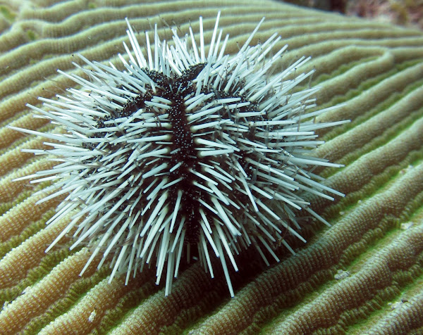 Sea Egg | Project Noah