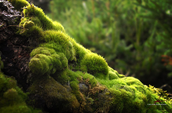 Cushion Moss | Project Noah