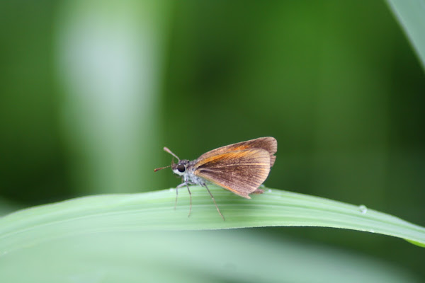 Least Skipper | Project Noah