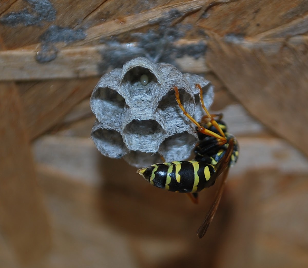 Paper wasp | Project Noah