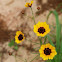 Orange coreopsis | Project Noah