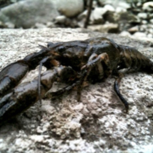 "Common" crayfish | Project Noah