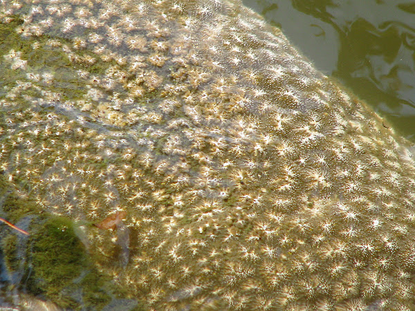 Freshwater Bryozoan | Project Noah