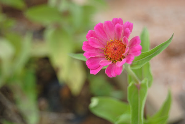 Zinnia | Project Noah