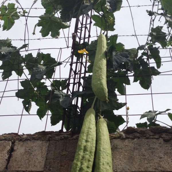 Planta de pashte | Project Noah