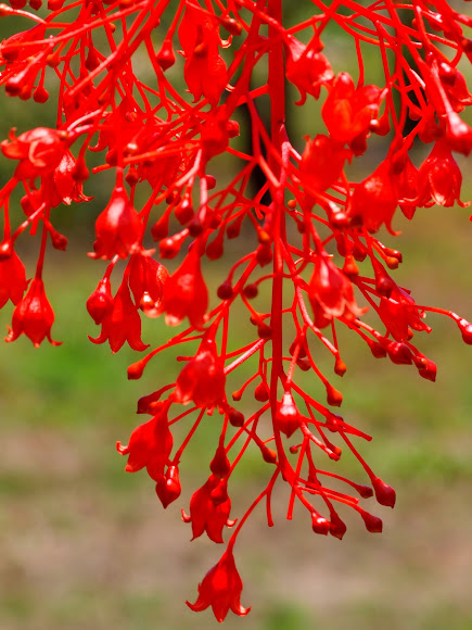 Illawarra Flame Tree ( Flower ) | Project Noah