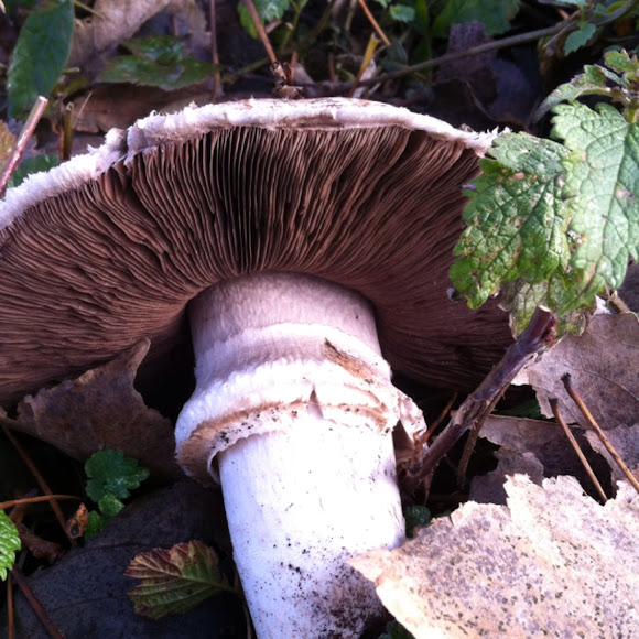 Spotting | Project Noah