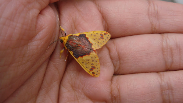 Amaxia moth | Project Noah