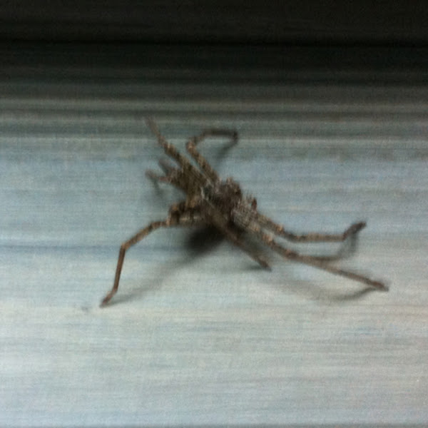 Brown huntsman spider | Project Noah