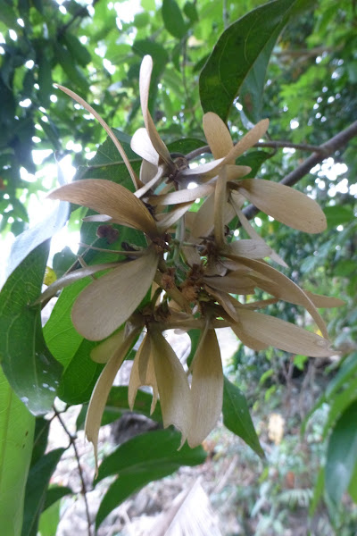 Helicopter Flower/Hiptage | Project Noah